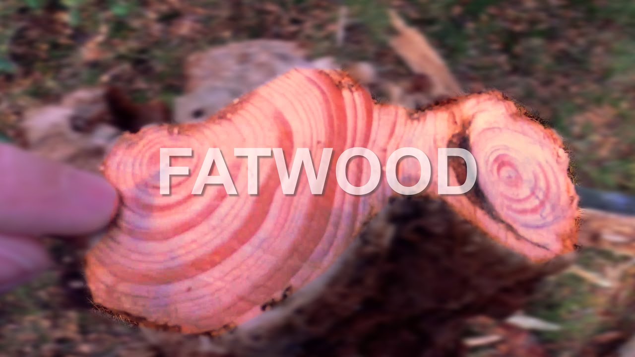 FATWOOD - Where to find it - How to recognize it - YouTube