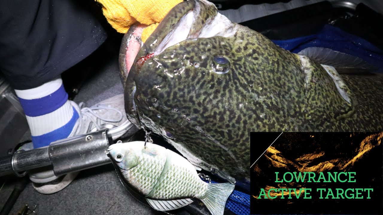 More COPETON DAM MURRAY COD Success - codaddiction ep7 - YouTube