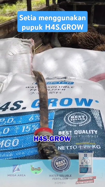 Setia menggunakan pupuk H4S GROW #kelapasawit #sawit #agrikultur #pupuksawit #teknikpertanian ...