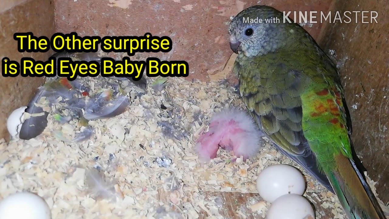 Red Rump Grass Parakeet Gave Me A Surprise In Nest Box - YouTube