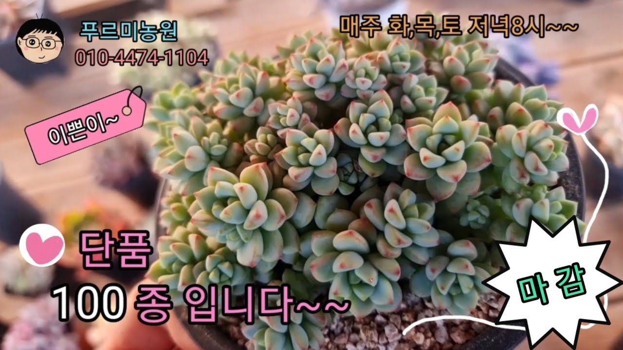 ️이쁜이~단품100종입니다~다육판매다육식물반려식물얼음비바위솔청주다육충북다육대전다육기온차공기정화식물천안다육