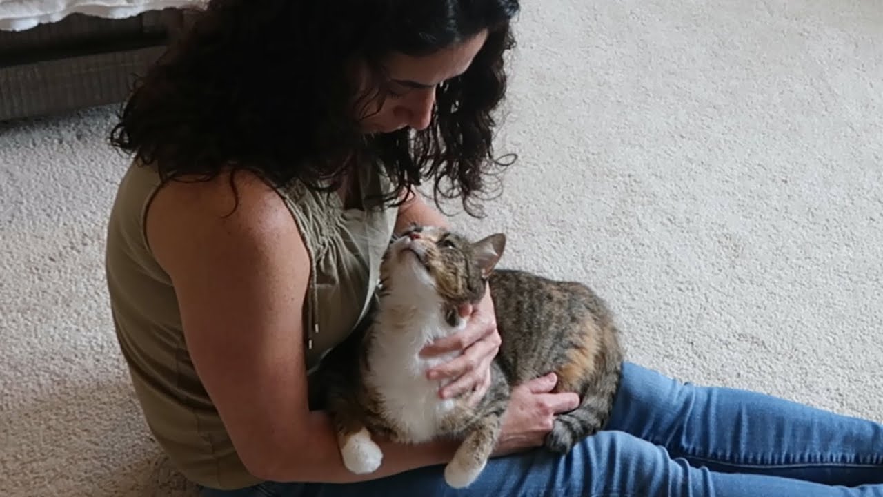 Super affectionate cat getting cuddles - YouTube