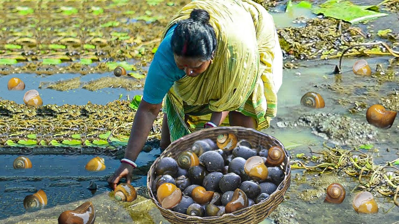 কষা মাংসকে হার মানায় এই শামুক রেসিপি Snails│Samuk Recipe│Snails Recipe ...