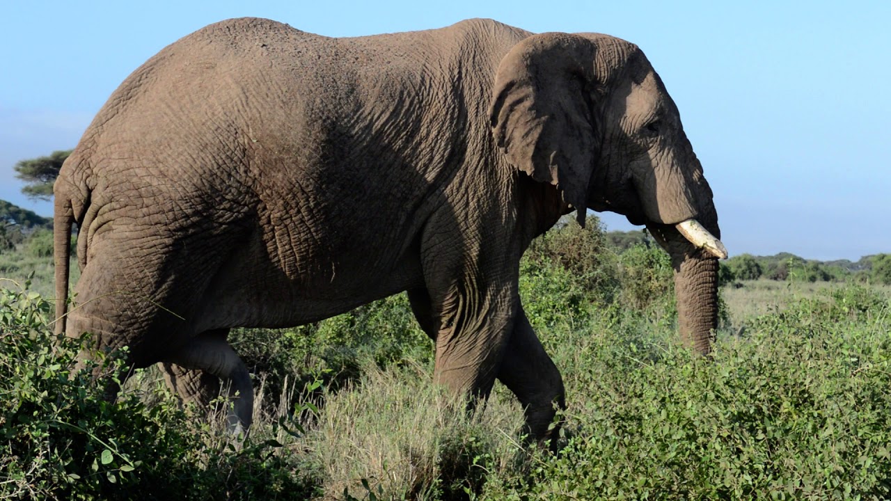 YOU HAVE NEVER SEEN THIS!!!!! A FIVE LEGGED ELEPHANT IN AMBOSELI ...