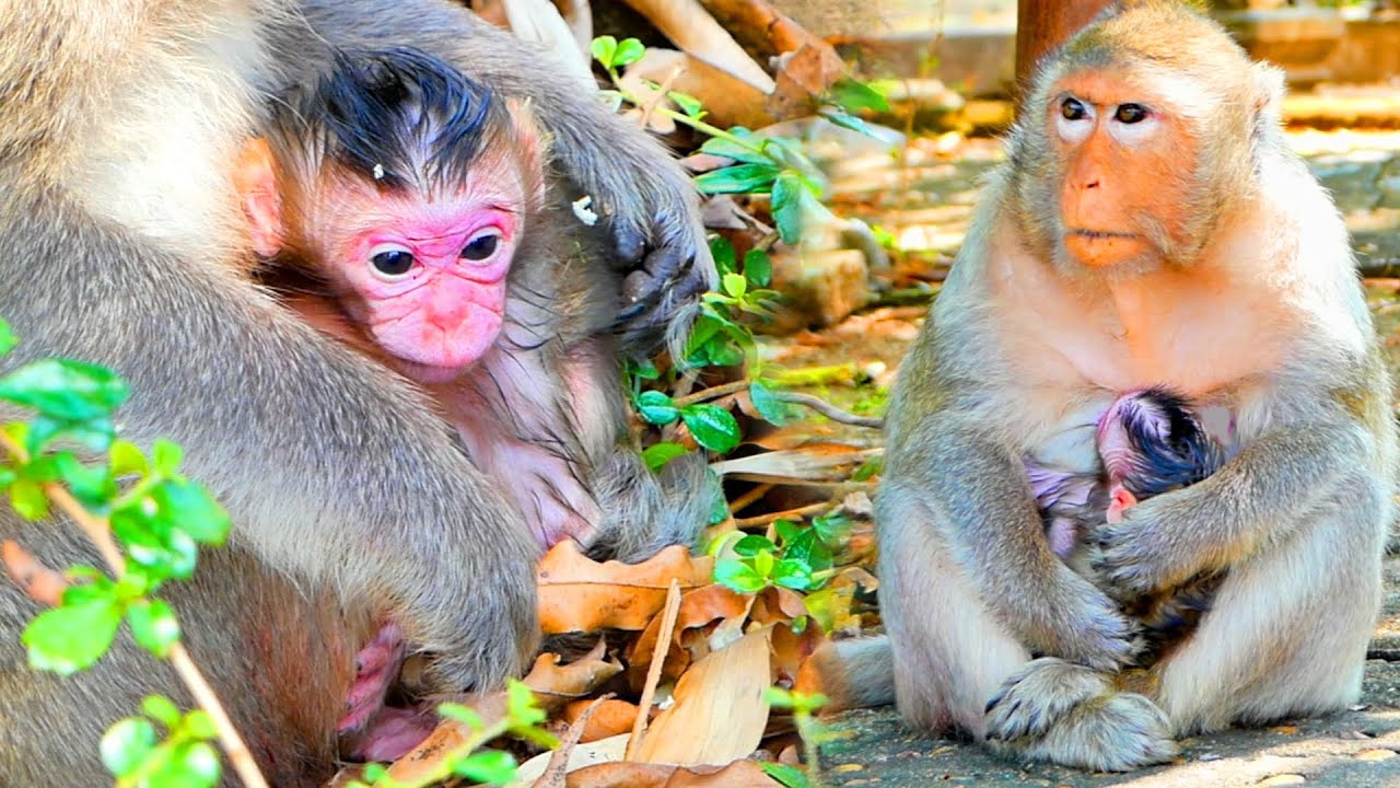 Newborn baby monkey of mama monkey EMILA look so adorable. - YouTube