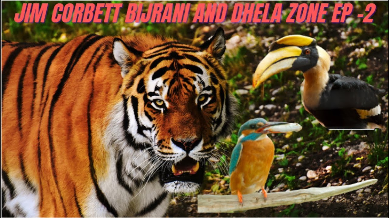 JIM CORBETT NATIONAL PARK DHELA AND BIJRANI ZONE |UTTRAKHAND |JUNGLE ...