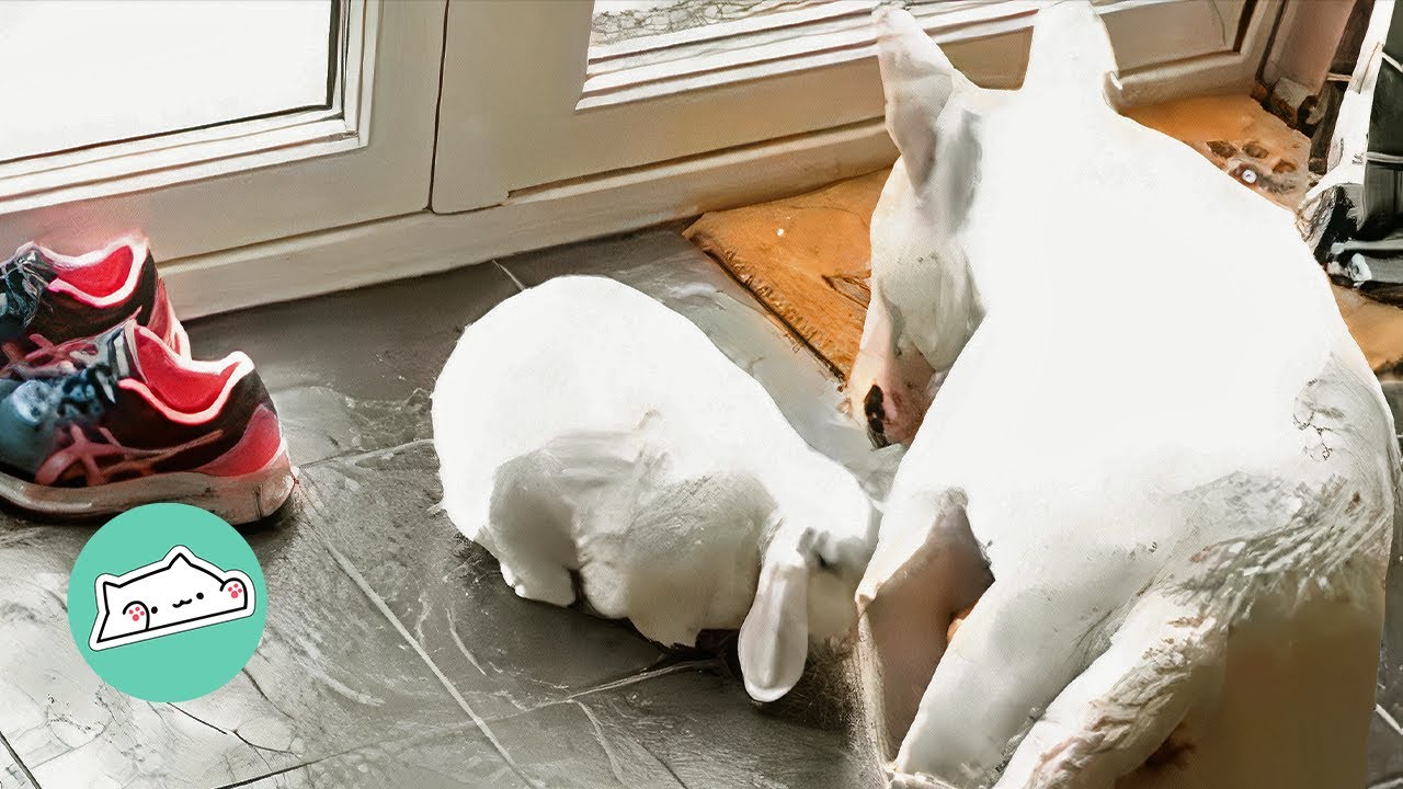 Deaf Rabbit Who Thinks He's Guinea Pigs Befriends Blind Dog | Unlikely ...