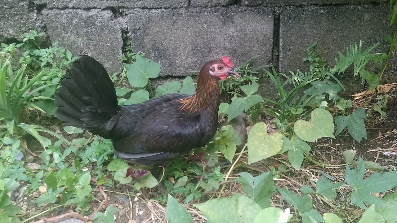 MGA INAHIN NA MANOK NA MAY SENYAL - YouTube