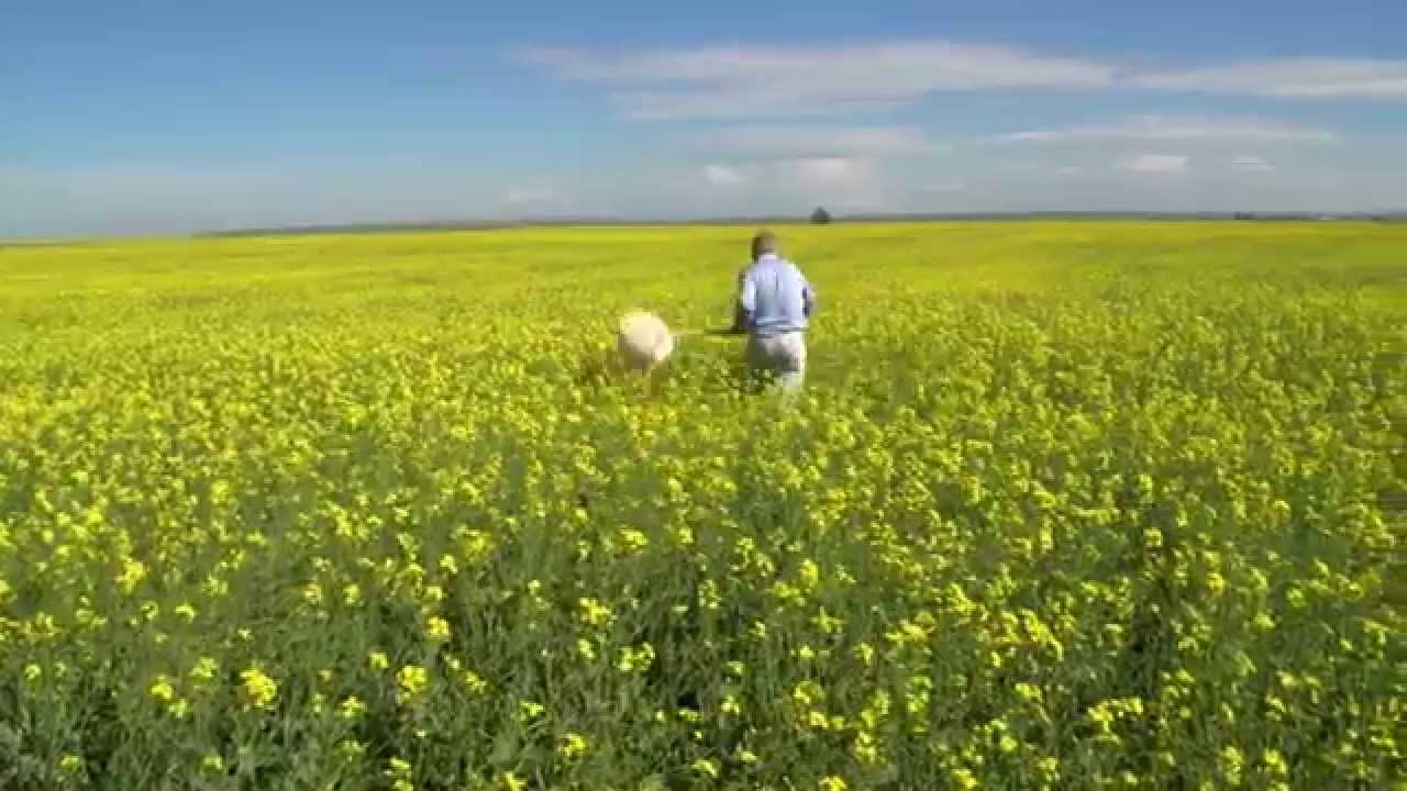 Canola Pests: Identification and Scouting - Farming Smarter - YouTube