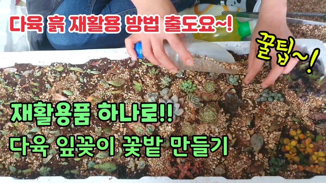잎꽂이2탄 재활용박스로 잎꽂이왕창 하기 다육흙 재사용방법 Youtube