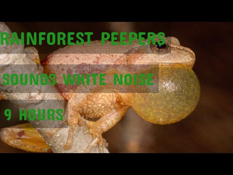🐸RAINFOREST PEEPERS SLEEP SOUNDS | 9 Hours Spring Peeper Sounds For ...