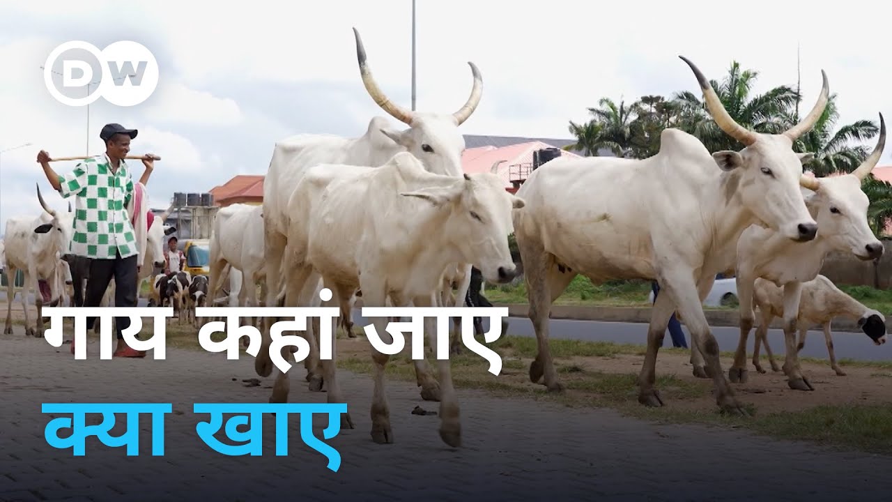 कंक्रीट के जंगल में भटकती गायें [Nigeria: cows all over the city of ...