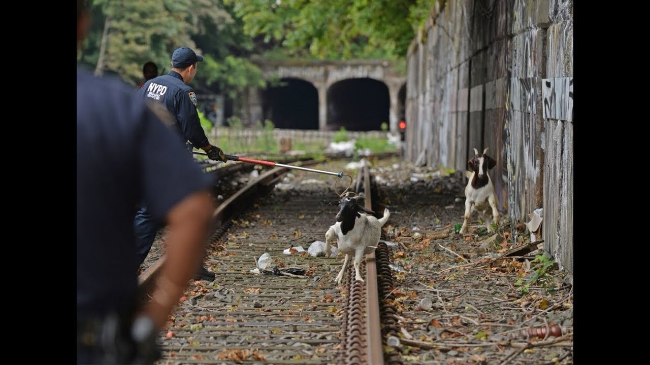 Baaaad boys: Pair of goats wandering subway tracks captured in Brooklyn ...