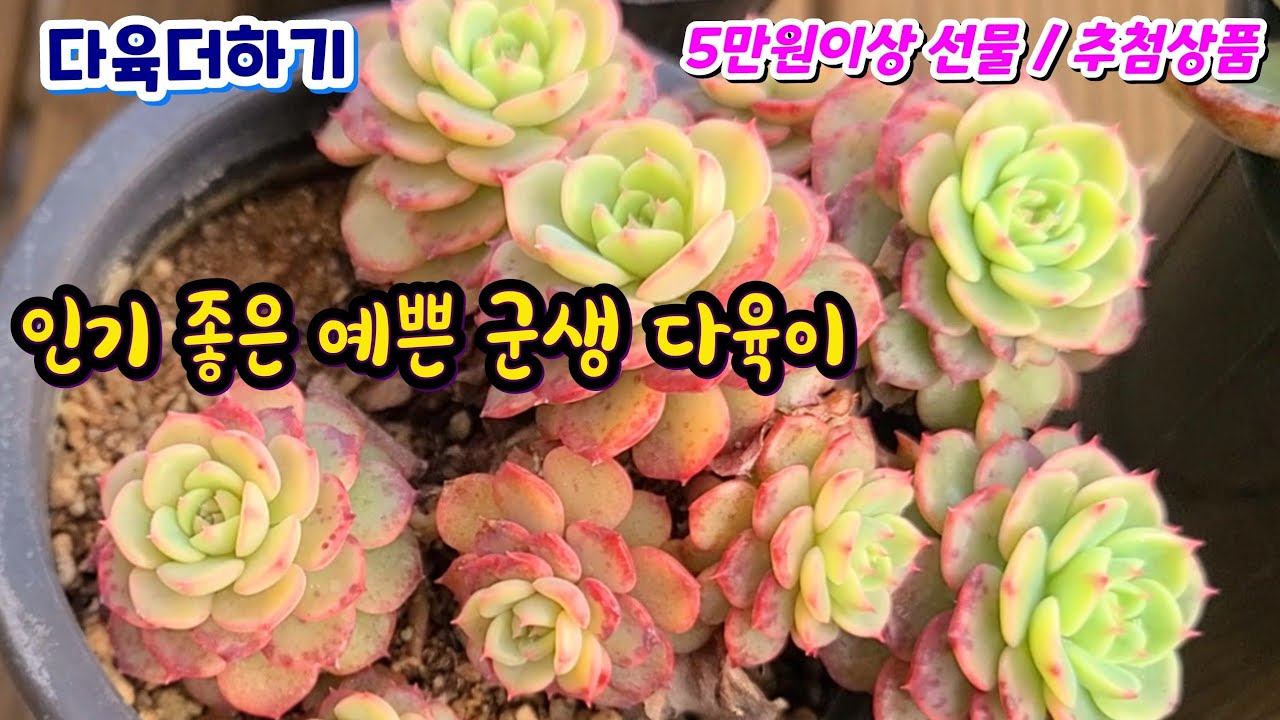 다육더하기2 예쁜 다육이 골고루 다양한 군생 통철화도 색감이 변하고 있어요 러블리로즈 배합토 Youtube