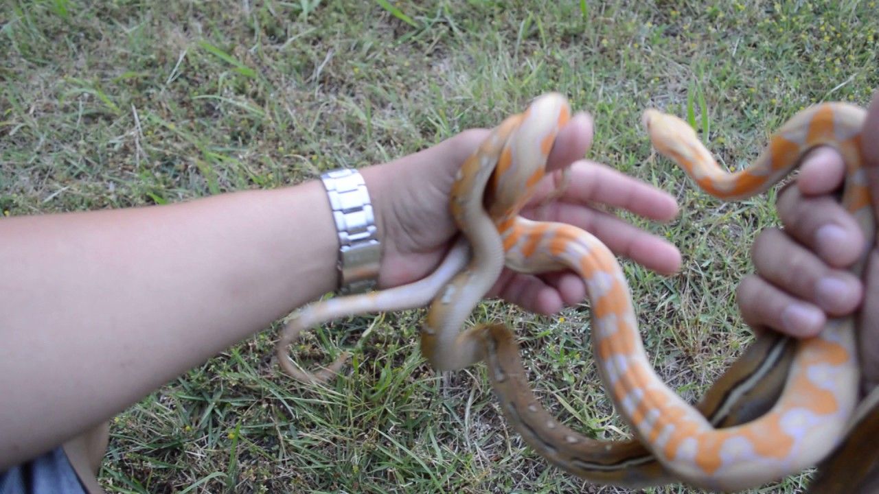 Available Retic Babies!!!! - YouTube