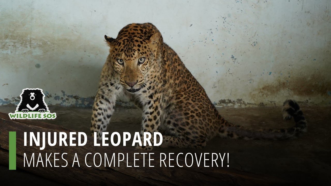 Injured Leopard Makes A Complete Recovery! - YouTube