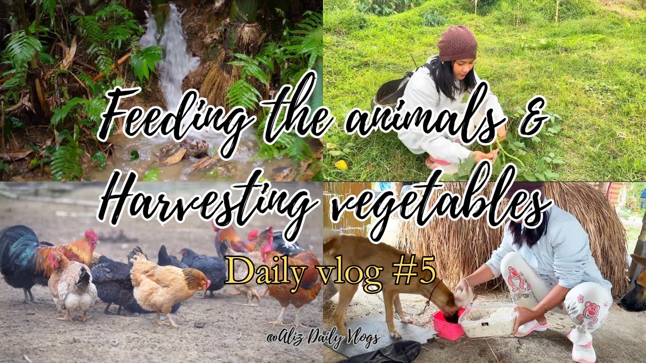 Feeding the animals and Harvest Vegetables in our farm | Daily Vlog #5 ...