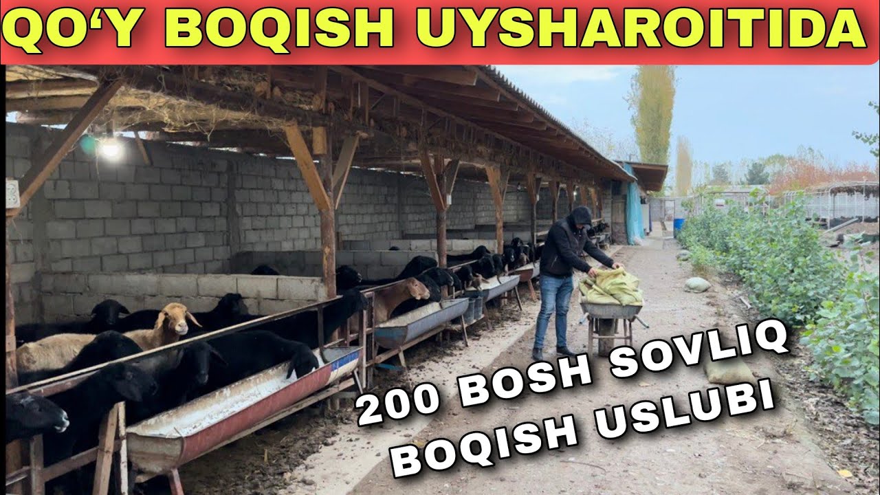 MACHALKA USLUBDA SOVLIQ BOQISH - YouTube