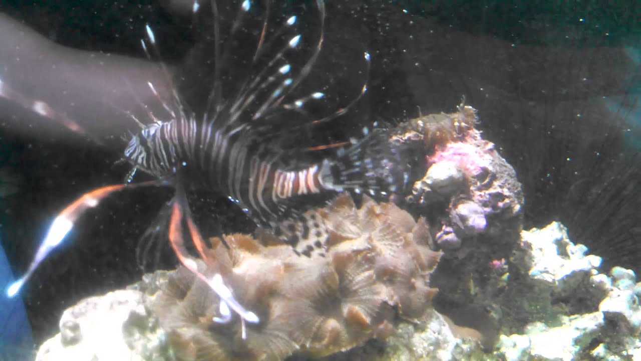 My 55 gallon predator/reef tank - YouTube