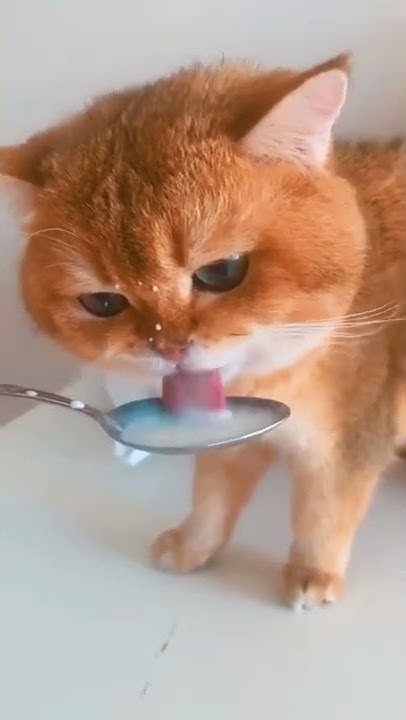 Котёнок пьёт молоко🐱🥛 - YouTube