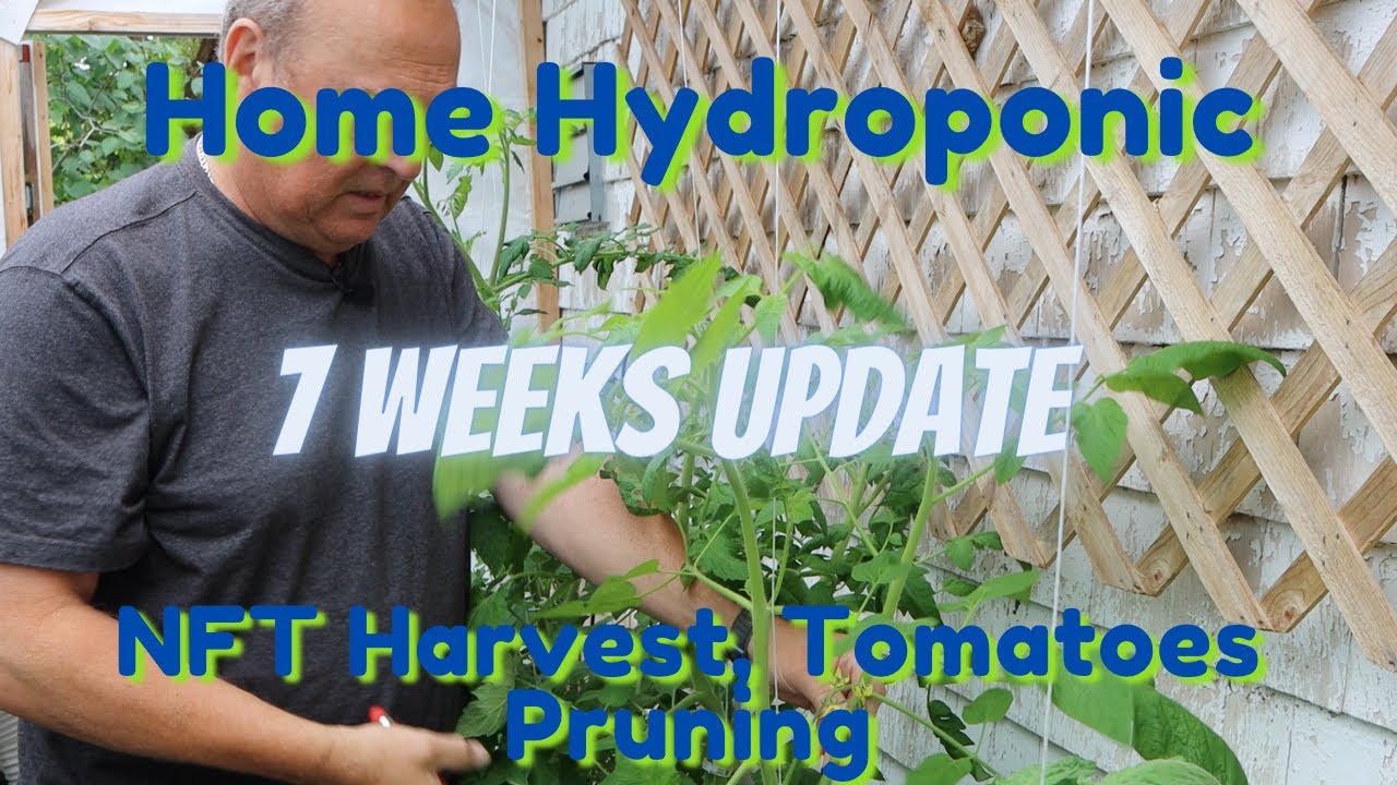 7 weeks update, NFT Harvest and Tomatoes Pruning - Home Hydroponic ...