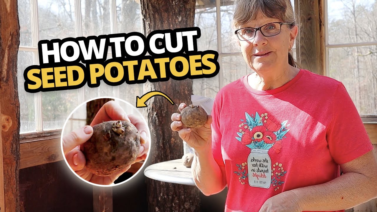 Learn how to cut seed potatoes - YouTube