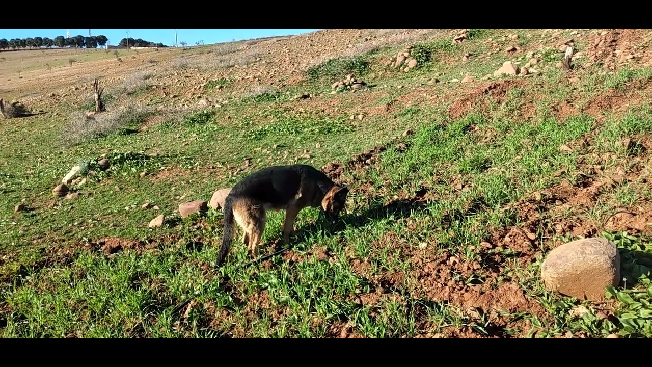 Is It Normal That My Dog Eats Grass And Vomits YouTube is-it-normal-that-my-dog-eats-grass-and-vomits-youtube