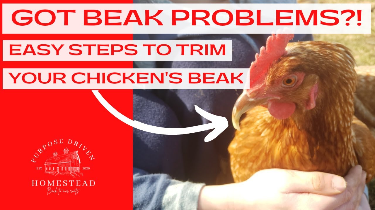 Trimming A Chicken Beak Major Overbite YouTube Trimming A Chicken Beak Major Overbite YouTube