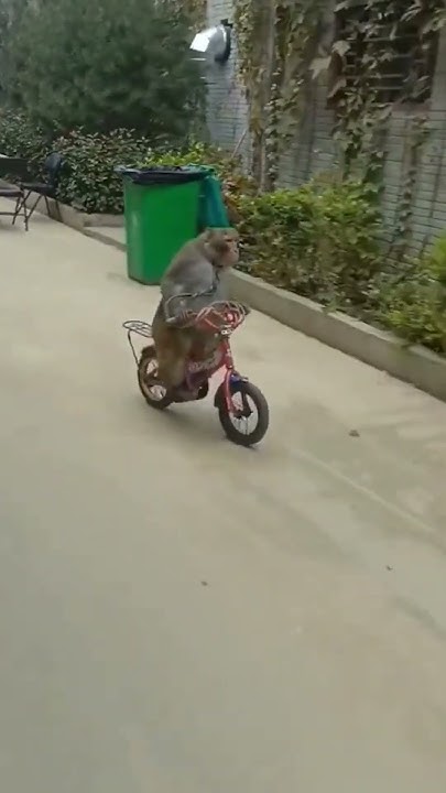 MONKEYS SHOCK THE WORLD With Their Amazing Talents! - YouTube