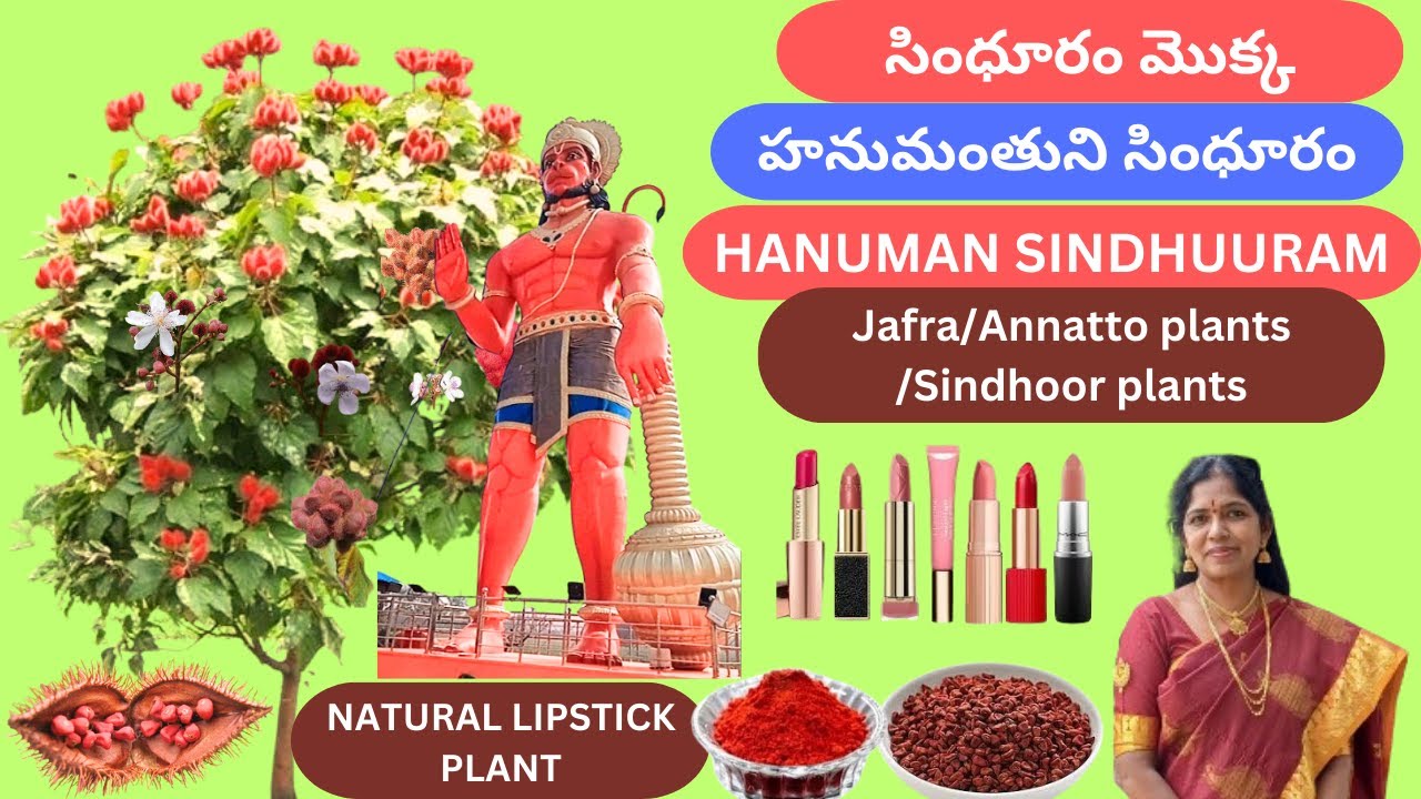 సింధూరం మొక్క | Hanuman Sindhuram #organiccolor #naturalcolor #sindhur ...