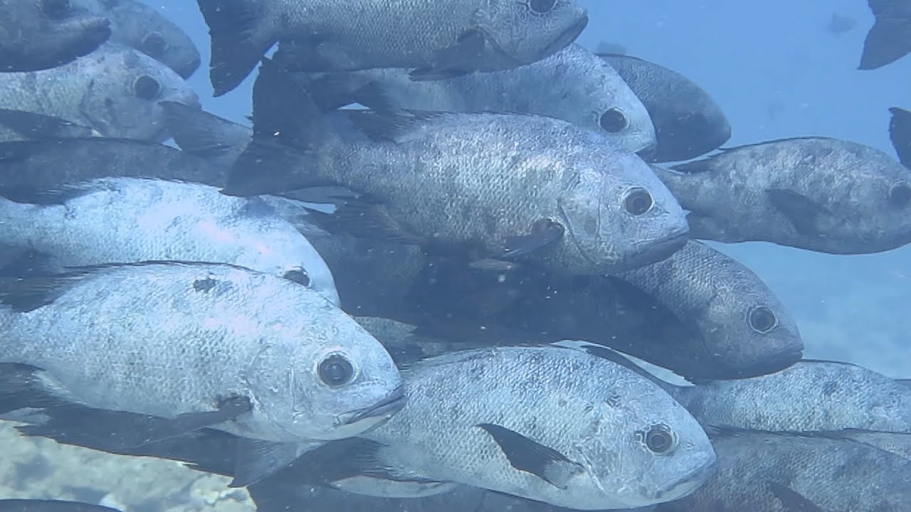 Huge school of Black Snappers in Palau - YouTube