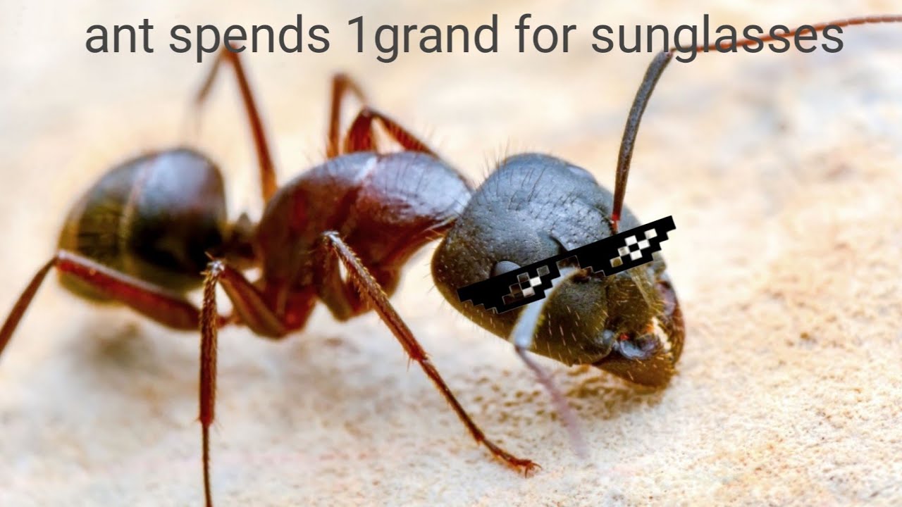 roblox ant experience 2 - YouTube