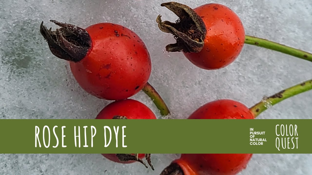 HOW TO MAKE NATURAL DYE WITH ROSE HIPS | ORGANIC COLOR | YELLOW NEUTRAL ...