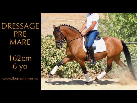SOLD !!! PRE MARE FOR DRESSAGE - 6 yo - EASY TO RIDE - 162 cm - YouTube