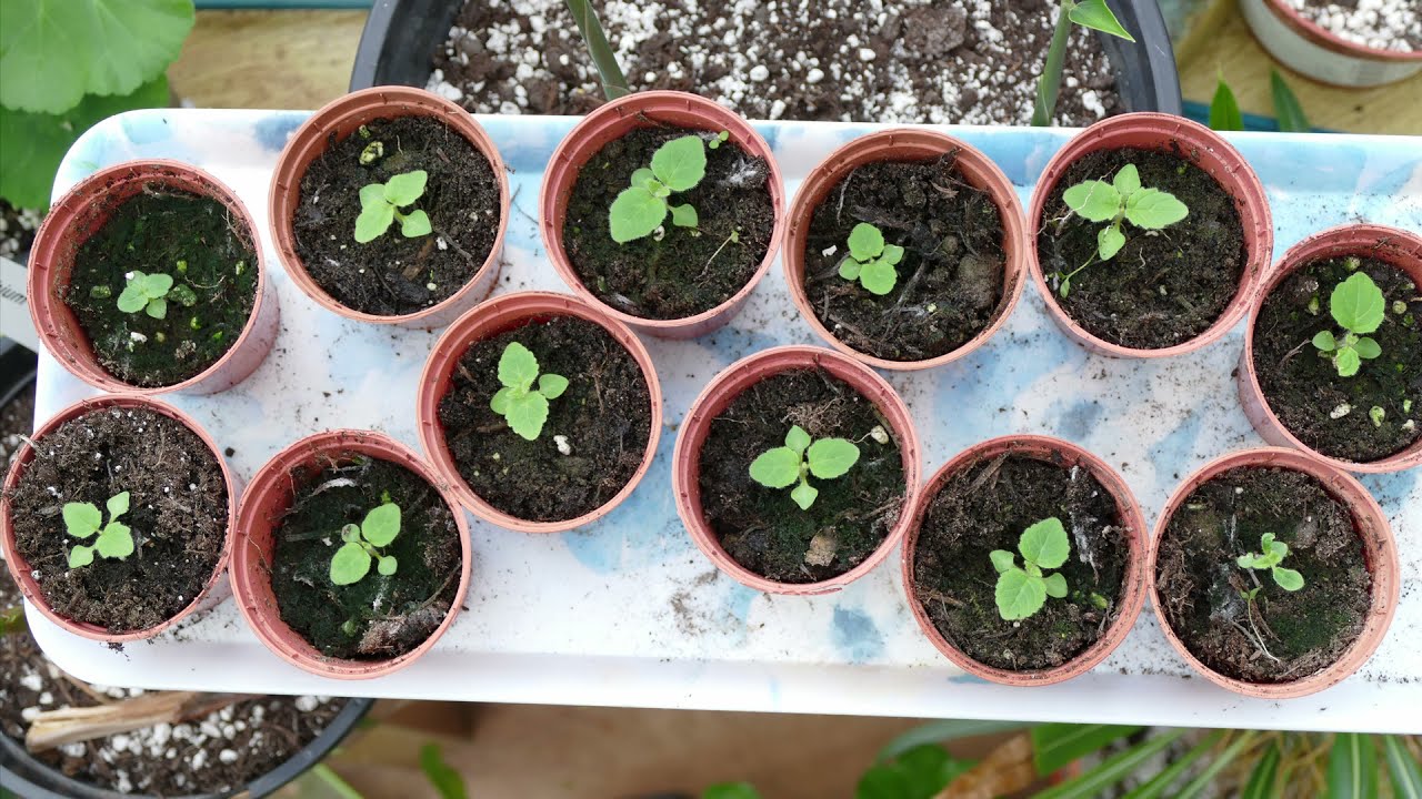 Growing Paulownia From Seed - YouTube