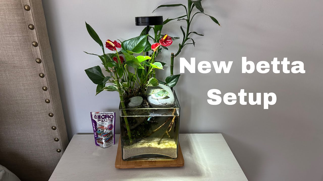 New betta nano paludarium - YouTube