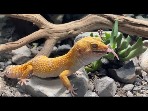 BEST LEOPARD GECKO SETUP EVER!!! - YouTube