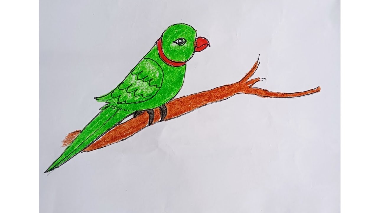 How to draw a parrot // Easy step by step parrot drawing - YouTube