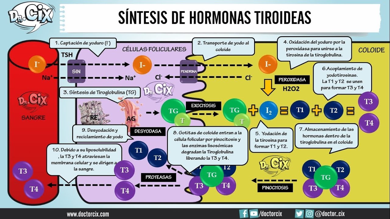 Hormonas Tiroideas Función – Tipos De Hormonas Tiroideas – LPLFNC