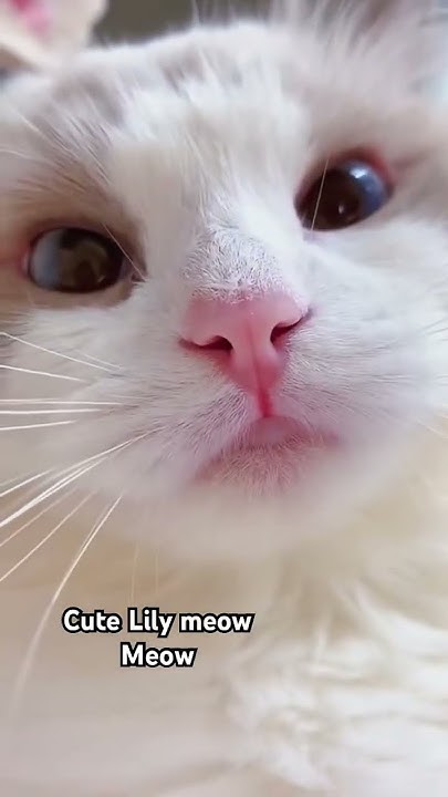 Cute cat voice meow meow || cat baby calling for her moom #cats #funny ...