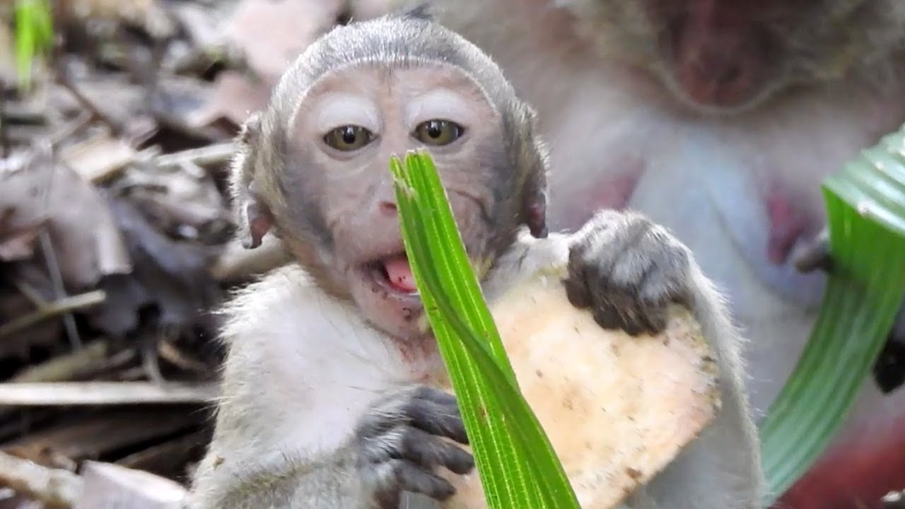 Crying Sound Loudly of King Of Cry Baby Monkey - YouTube