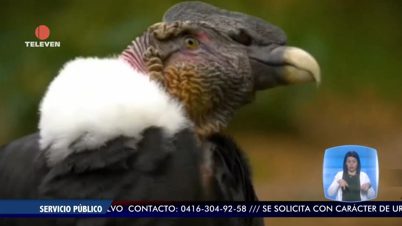 Nace en Venezuela primer cóndor en 22 años – El Noticiero emisión ...