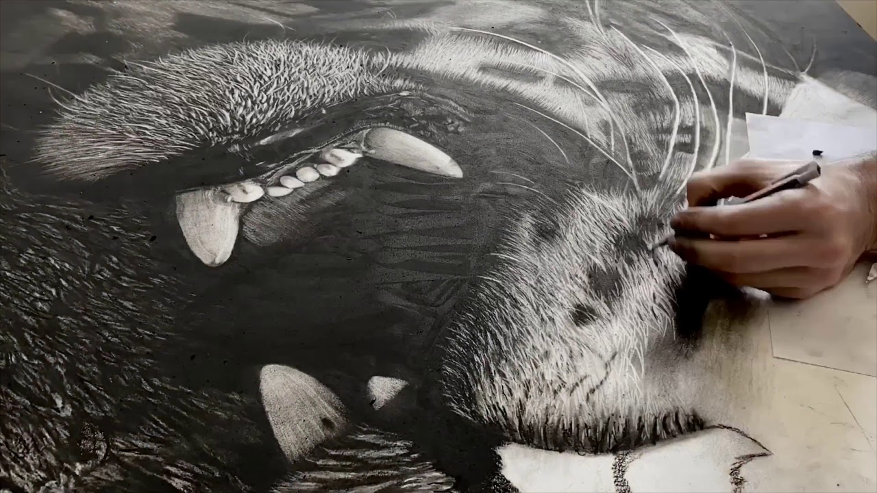 PENCIL DRAWING TIME LAPSE "ONCA" - SKIMA - YouTube