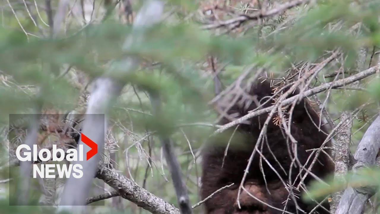 World-famous Sasquatch hunter on new series exploring possible Bigfoot ...