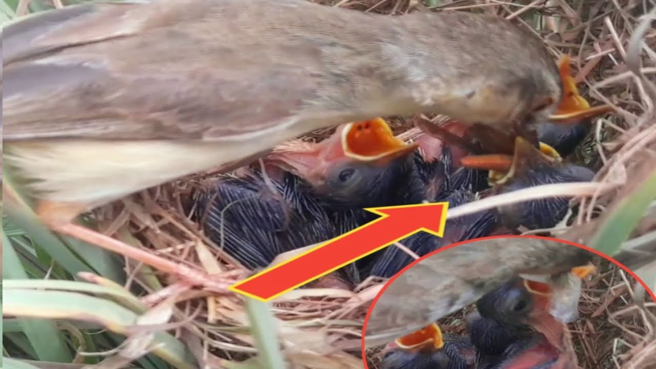 Smooth grass, birds catch locusts for children to eat.#[baby nest ...