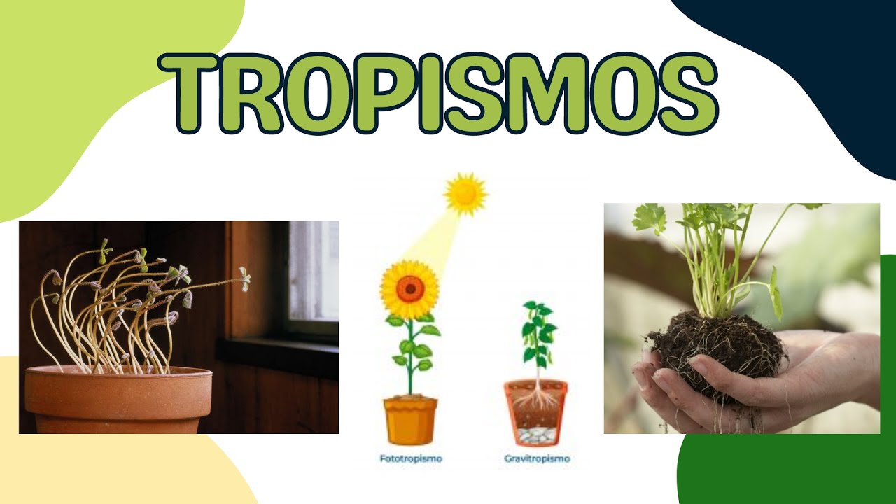 Tropismos - fototropismos y geotropismos - YouTube