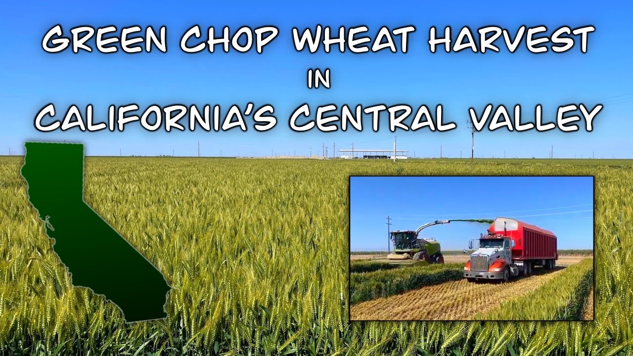 Green Chop Wheat Harvest In California's Central Valley - YouTube