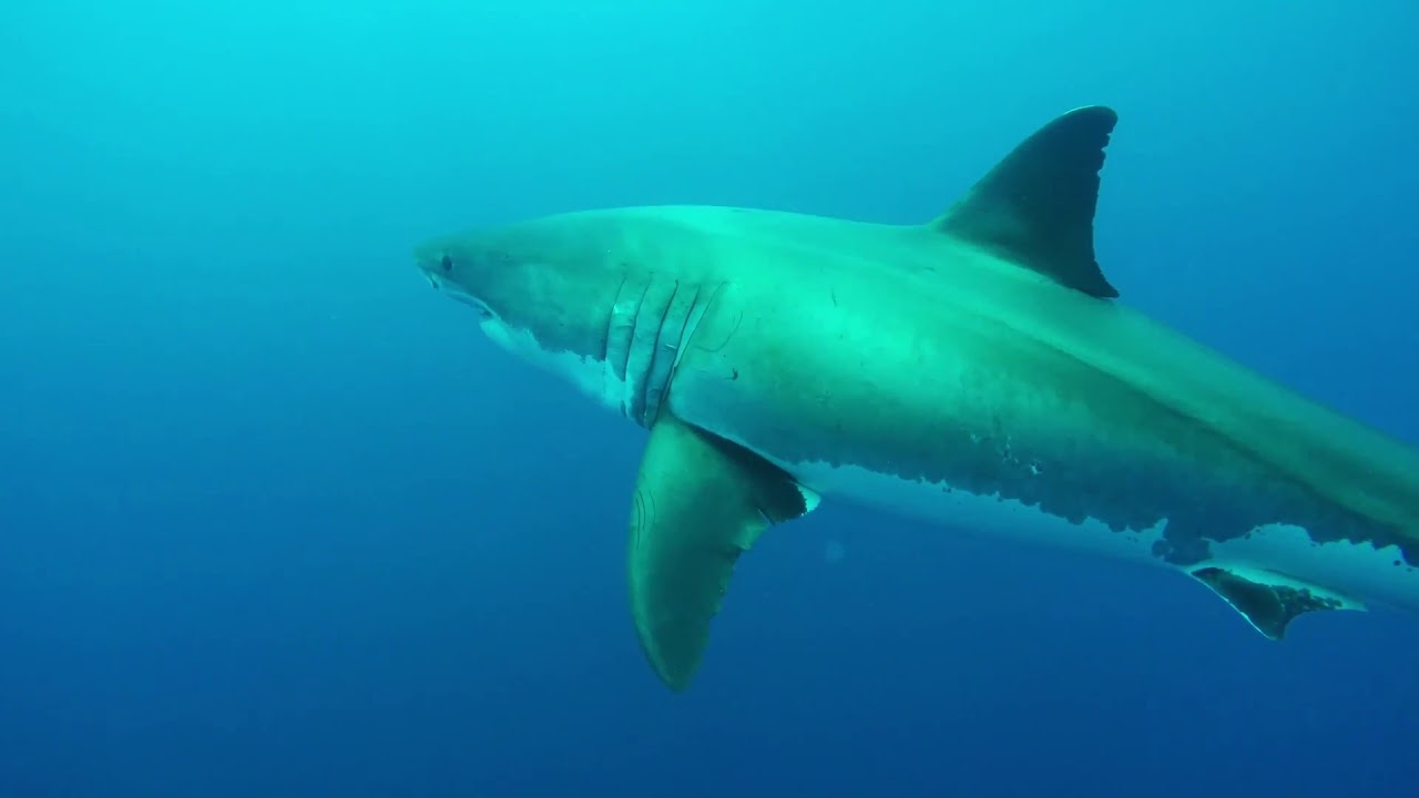 Shark Relaxing Video - YouTube