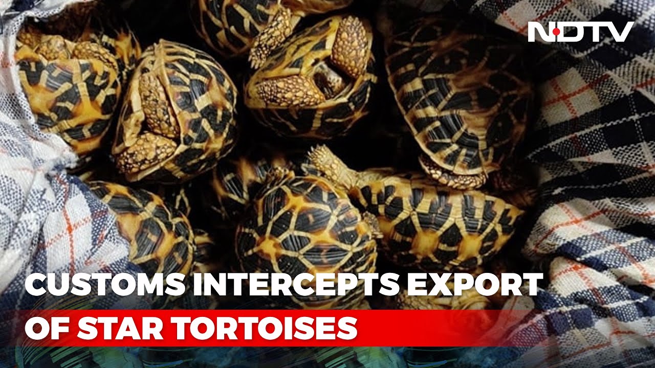 60 'Endangered' Star Tortoises Rescued In Karnataka's Bengaluru - YouTube