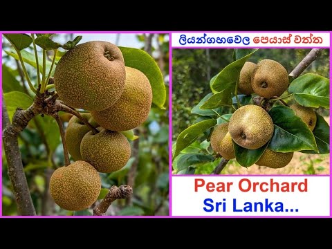 Sri Lankan Pear Orchard | සරුසාර ලියන්ගහවෙල පෙයාස් වත්ත - Liyangahawela ...